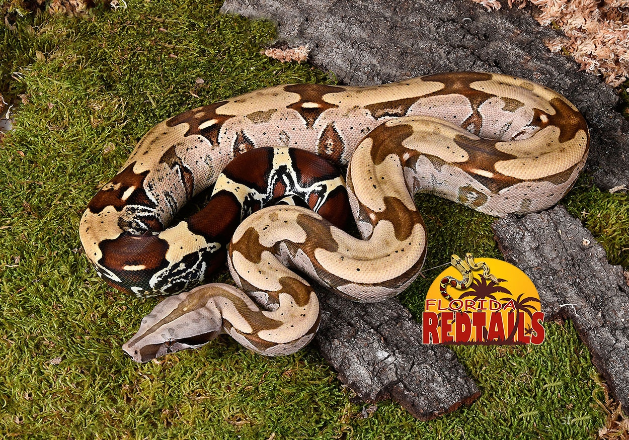 Rita True Red-tailed Boa Constrictor by Brian Abrahamson Florida ...