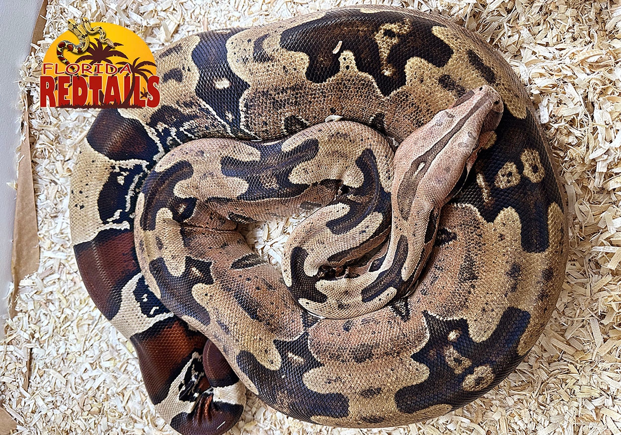 Rosina True Red-tailed Boa Constrictor by Brian Abrahamson Florida ...