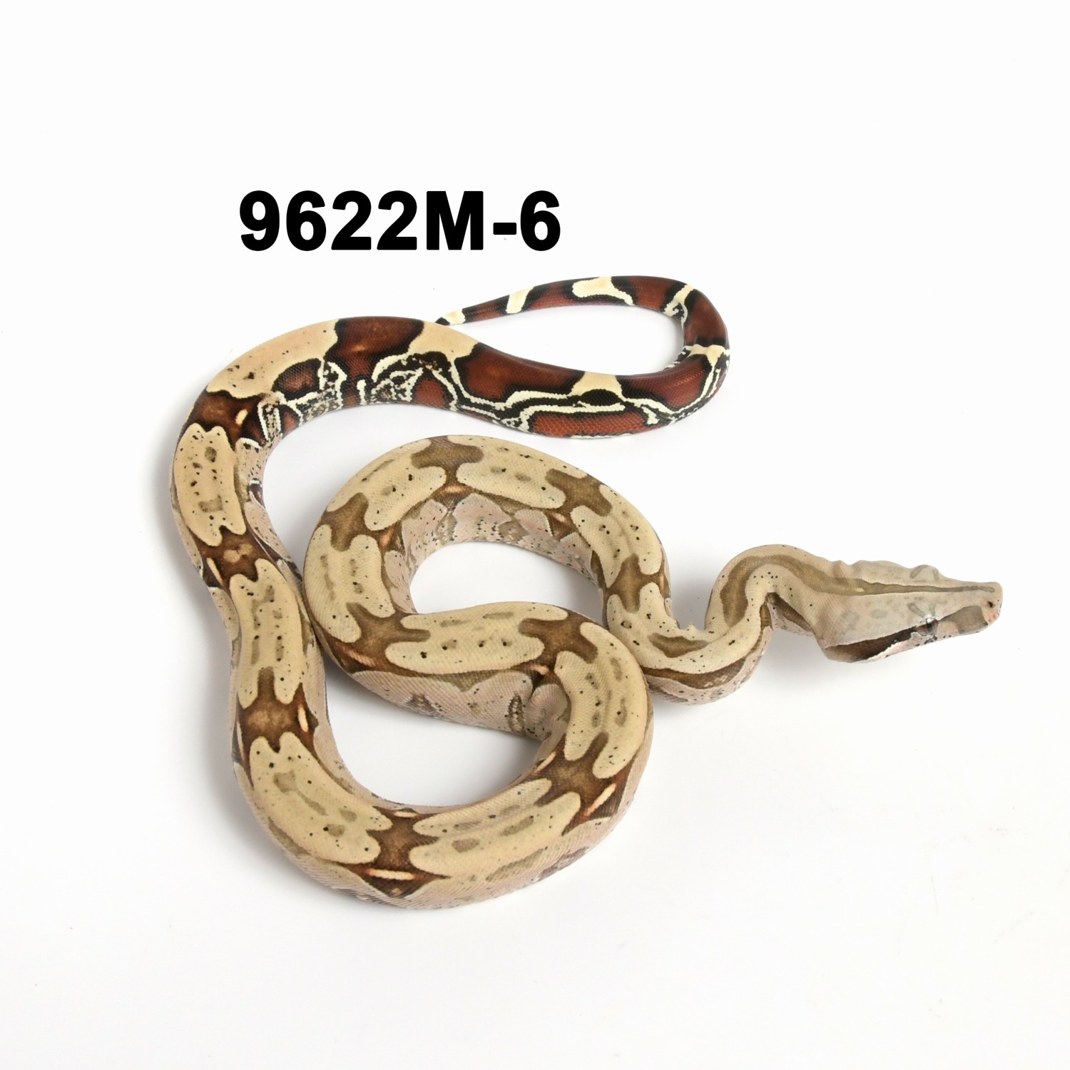 2022 FLRT Male Suriname True Red-Tailed Boa Constrictor by Brian ...