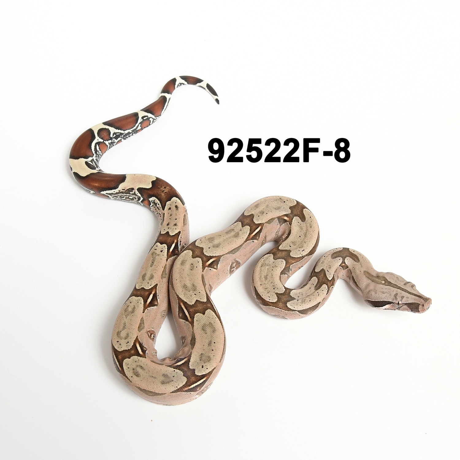 2022 FLRT Suriname Female True Red-Tailed Boa Constrictor by Brian ...