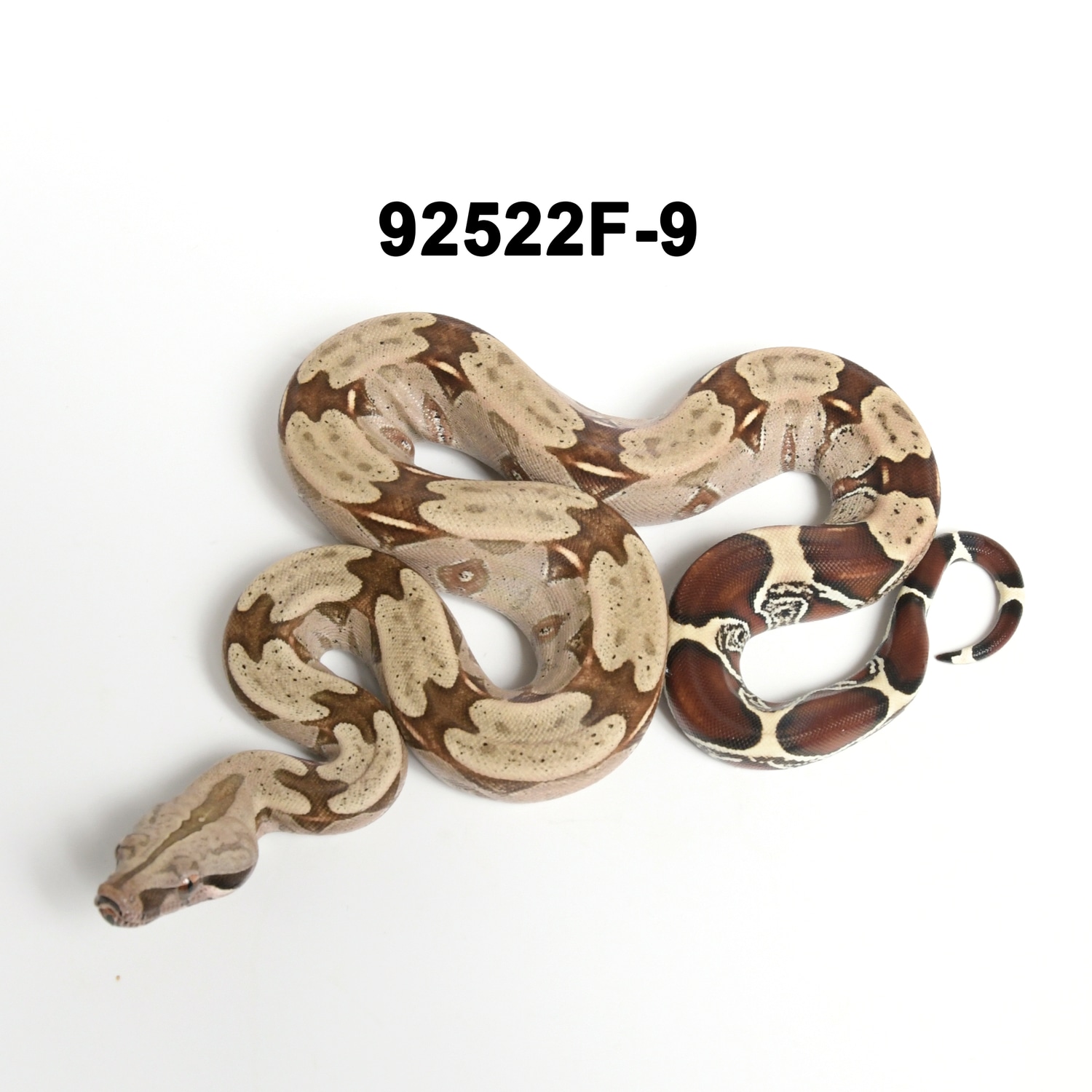 2022 FLRT Female Suriname True Red-tailed Boa Constrictor by Brian ...
