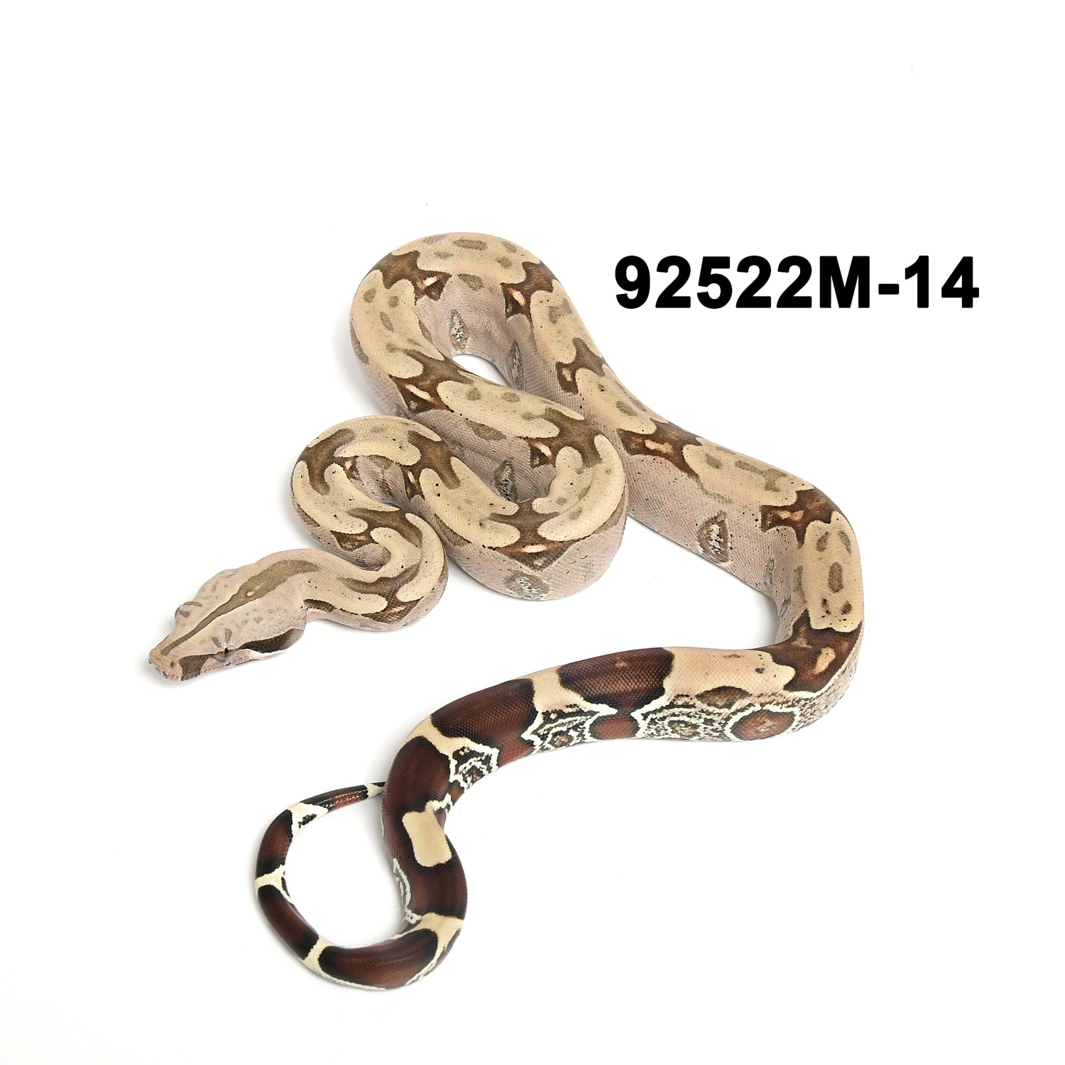 2022 Male FLRT Suriname True Red-tailed Boa Constrictor by Brian ...