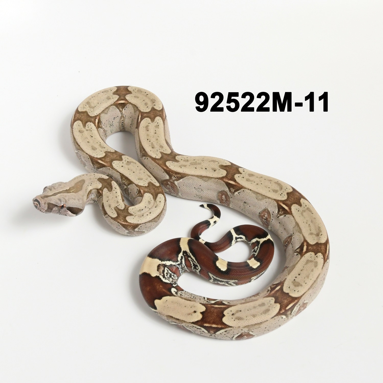2022 FLRT Suriname Male True Red-Tailed Boa Constrictor by Brian ...