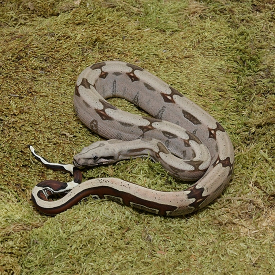 2023 Suriname Male True Red-Tailed Boa Constrictor by Florida Redtails LLC