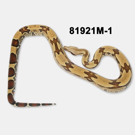 2021 FLRT Male True Red-Tailed Boa Constrictor by Florida Redtails LLC