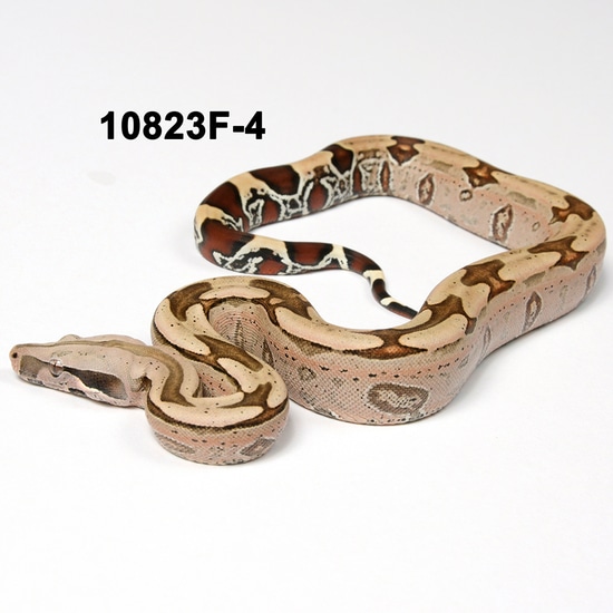2023 FLRT Female True Red-Tailed Boa Constrictor by Florida Redtails LLC