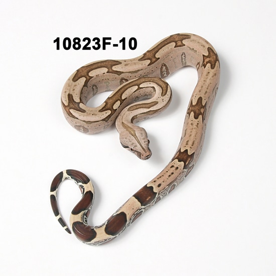 2023 FLRT Female True Red-Tailed Boa Constrictor by Florida Redtails LLC