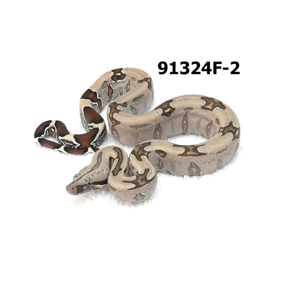 Passera X FLRT Female True Red-Tailed Boa Constrictor by Florida ...