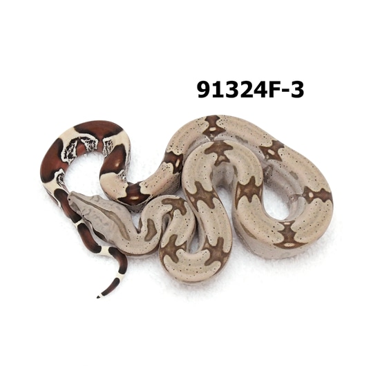 Passera X FLRT Female True Red-Tailed Boa Constrictor by Florida ...