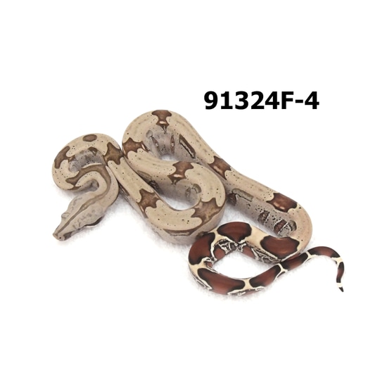 Passera X FLRT Female True Red-Tailed Boa Constrictor by Florida ...