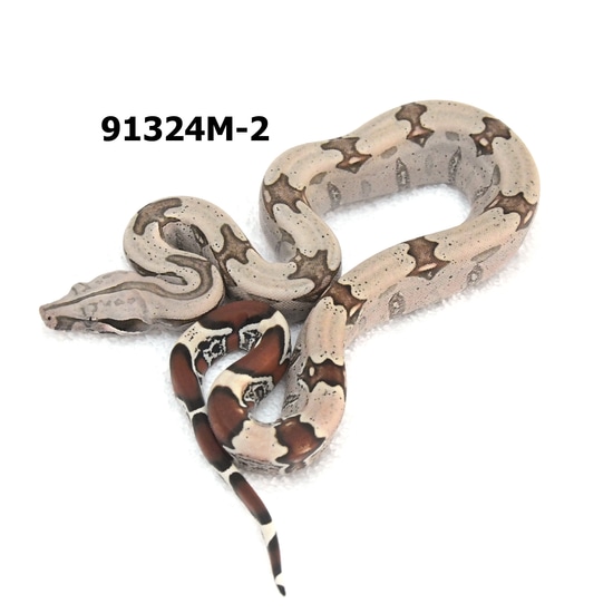 Passera X FLRT Female True Red-Tailed Boa Constrictor by Florida ...
