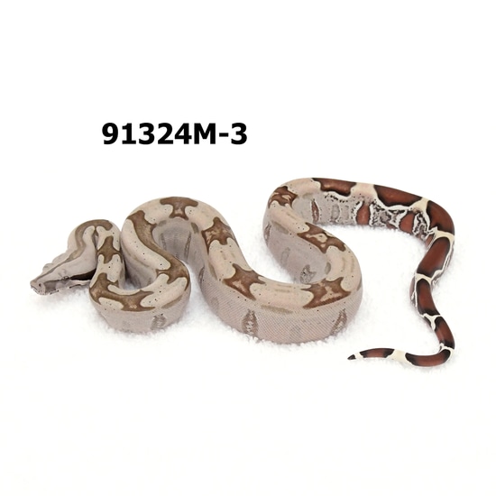 Passera X FLRT Male True Red-Tailed Boa Constrictor by Florida Redtails LLC