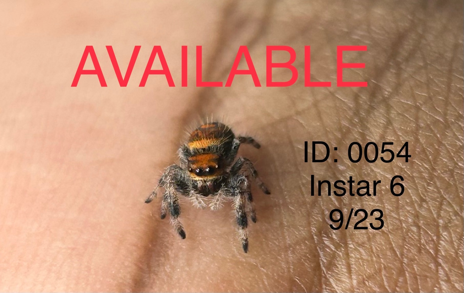 Orange Female Jumping Spider by JumpingSpooders - MorphMarket