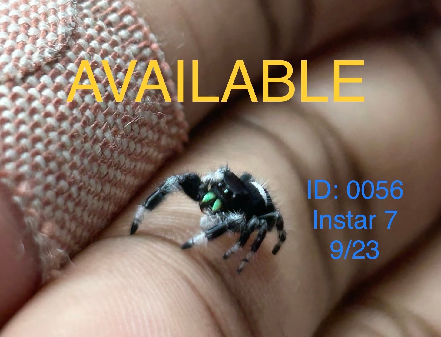Baby Male Jumper Jumping Spider by JumpingSpooders - MorphMarket