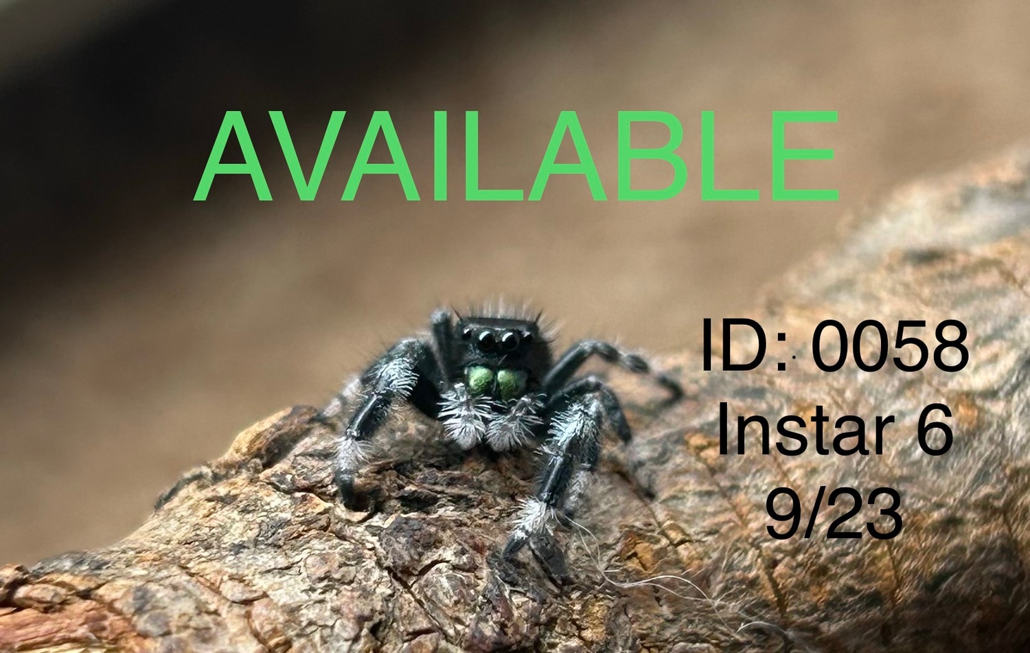Baby Male Phiddipus Reguis Jumping Spider by JumpingSpooders - MorphMarket