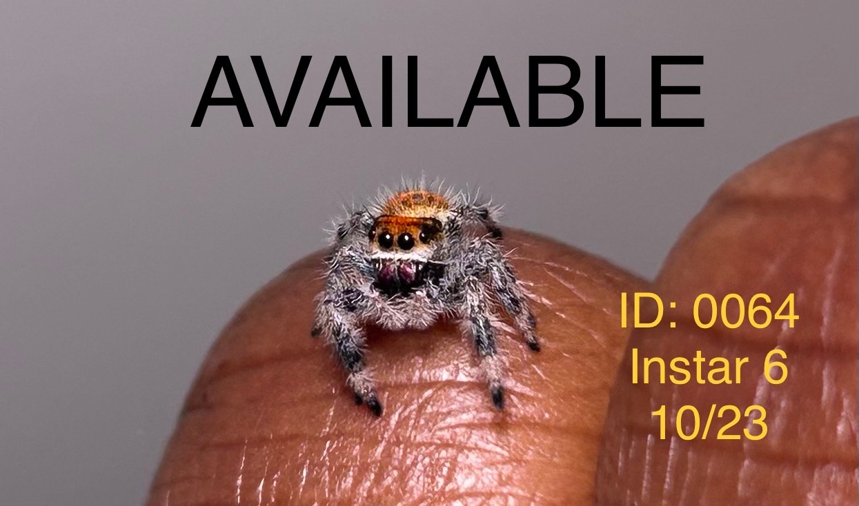 Pumpkin Orange Female Baby Jumping Spider by JumpingSpooders - MorphMarket