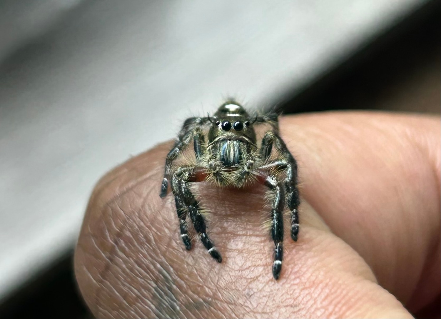 Hyllus Diardi Giants Jumping Spider by JumpingSpooders - MorphMarket