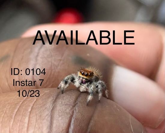 Female Baby Regal Jumping Spider by JumpingSpooders