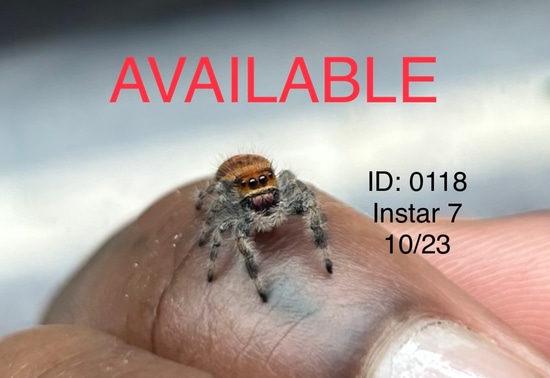 Baby Female Regal Jumping Spider by JumpingSpooders