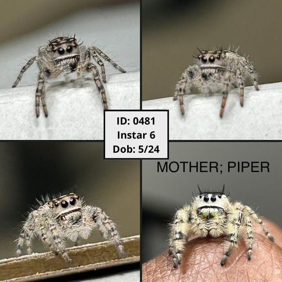 Canopy Jumping Spider Baby by JumpingSpooders