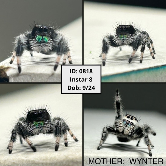 Phidippus Regius Jumping Spider by JumpingSpooders