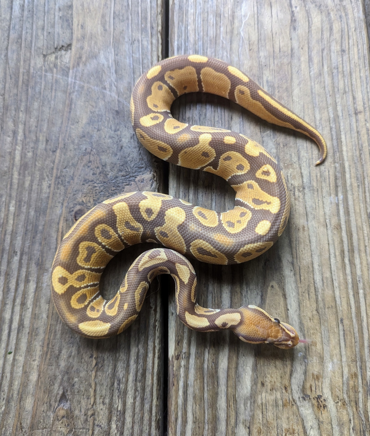 2022 Male Ultramel Ball Python by Flower City Exotics - MorphMarket