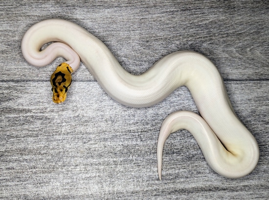 2023 Pinto Pied (Poss Het Clown) Ball Python by Flower City Exotics