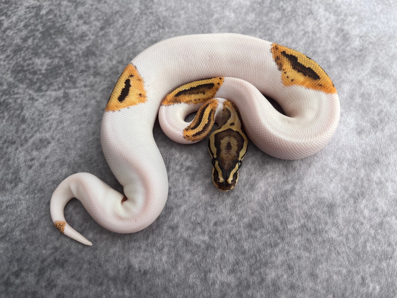 Fire Piebald Ball Python by Celestial Serpents - MorphMarket
