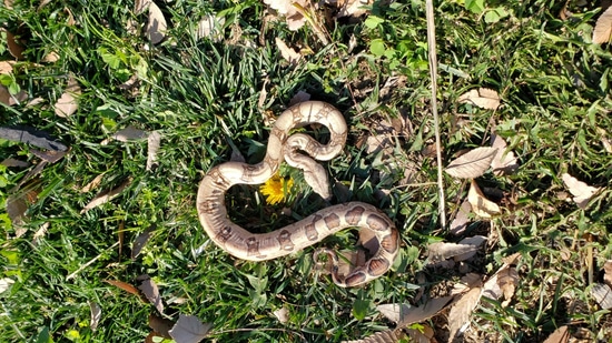 Pastel Boa Constrictor by Florida Redtails and California Redtails
