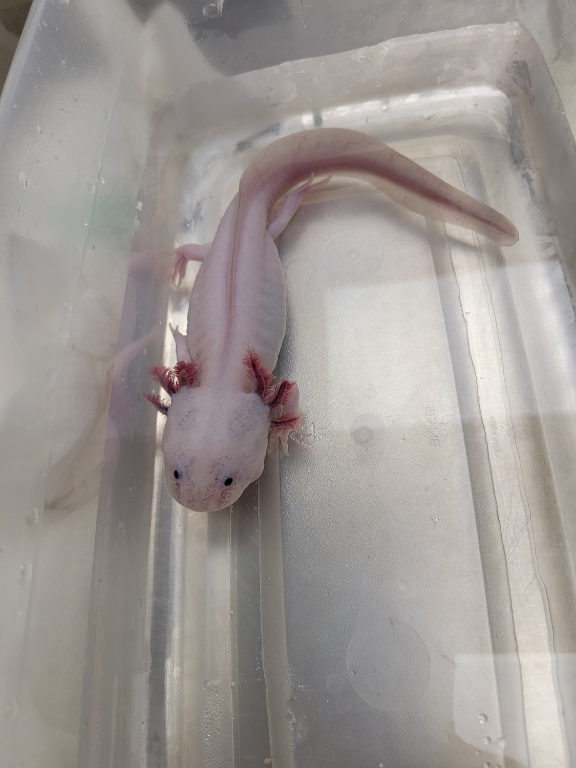 "Marilyn" Adult Female Dirty Blue Gilled Leucistic Axolotl by Critters ...