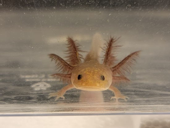 3" Melanoid Copper 66% Het Axanthic 50% Het Albino Axolotl by Critters ...