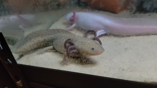 PRESUMED FEMALE GFP Axanthic Copper Pos Het Leucistic And Melanoid ...