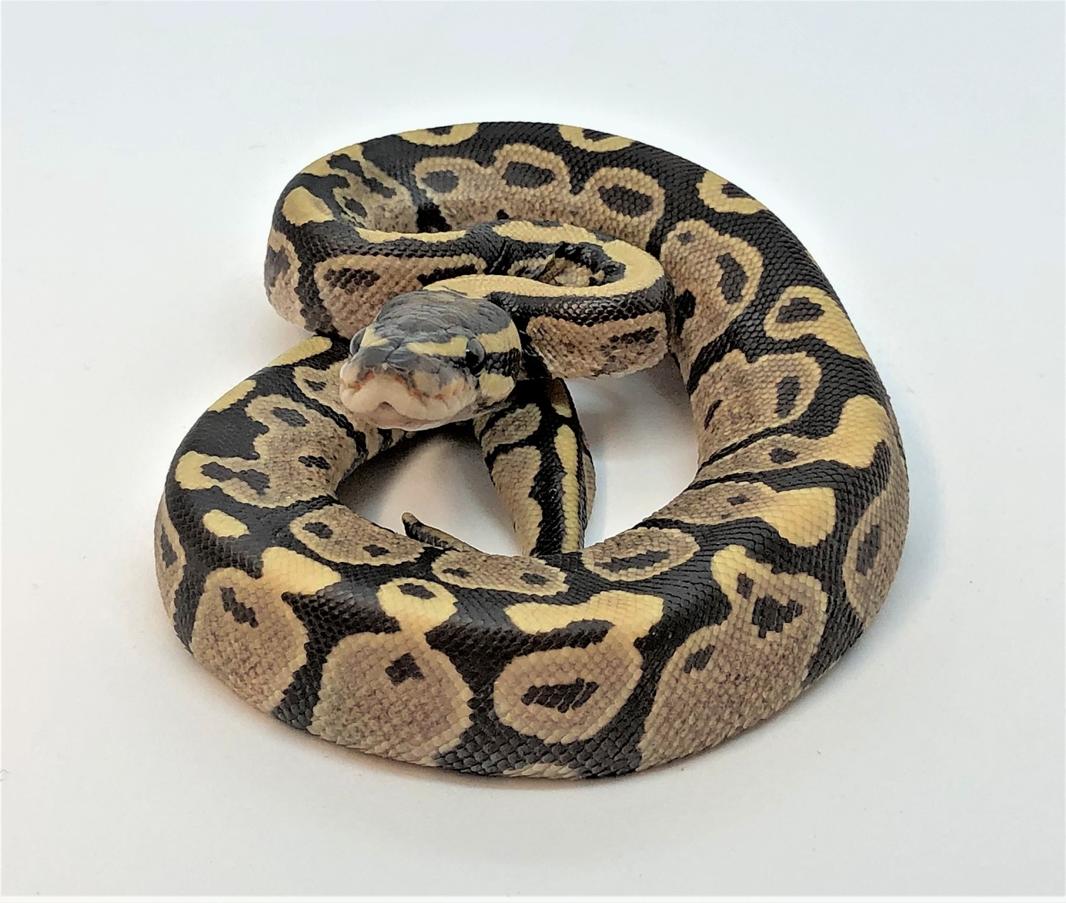 Fire Ball Python by Royal-Pythons - MorphMarket