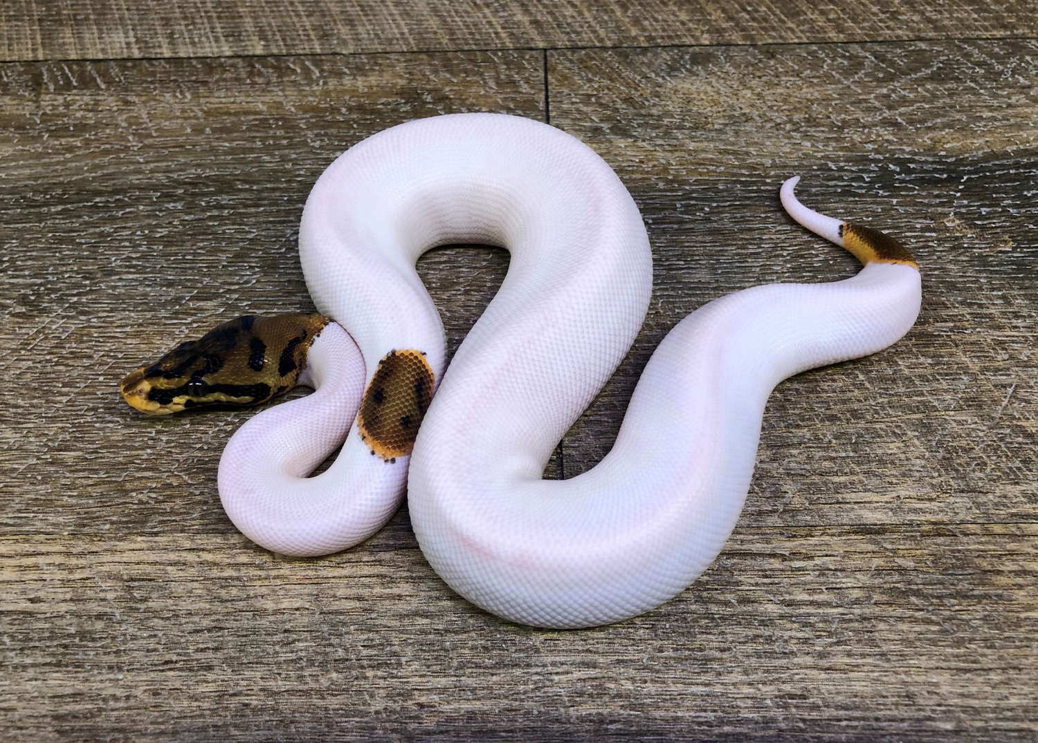 Leopard Pastel Spotnose Pied (WORLD FIRST!) Ball Python by Royal ...