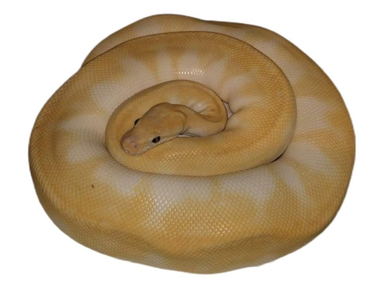 Super Special Ball Python by Royal-Pythons