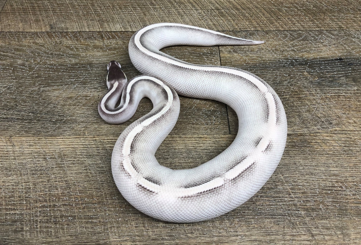 Wookie Purple Passion Pos Enchi YB Ball Python by Royal-Pythons ...