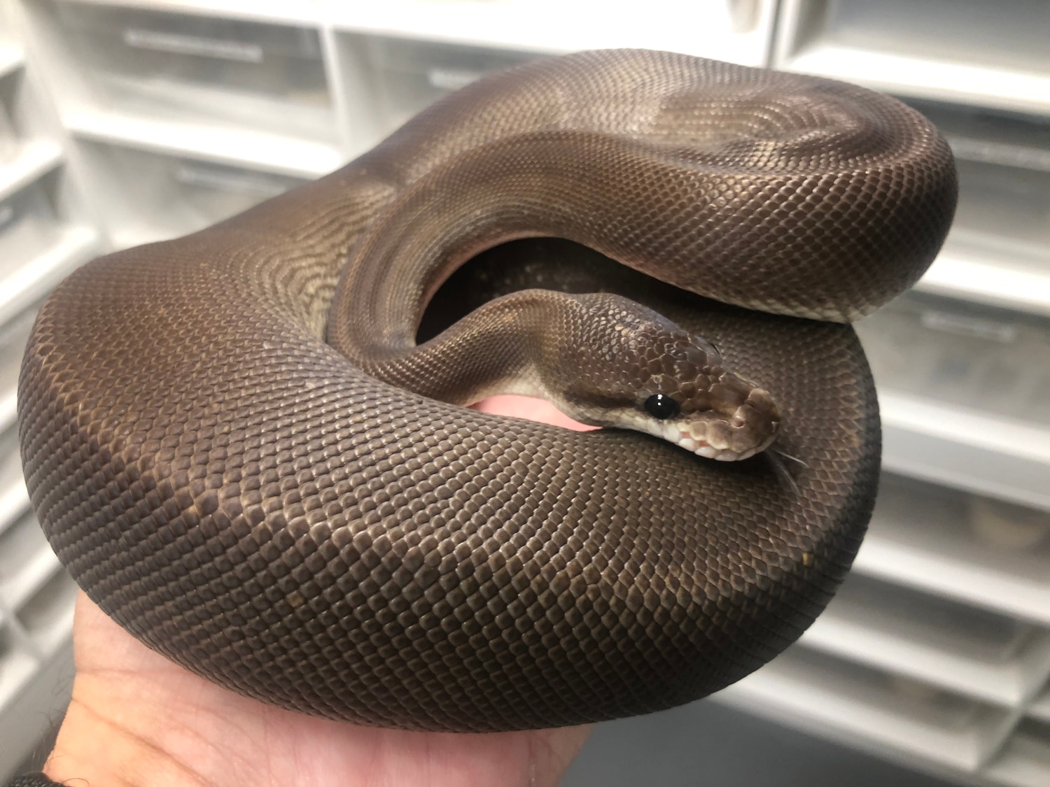 Super Cinnamon Triple Het Albino G1 Graziani Ghost Hypo Ball Python by ...