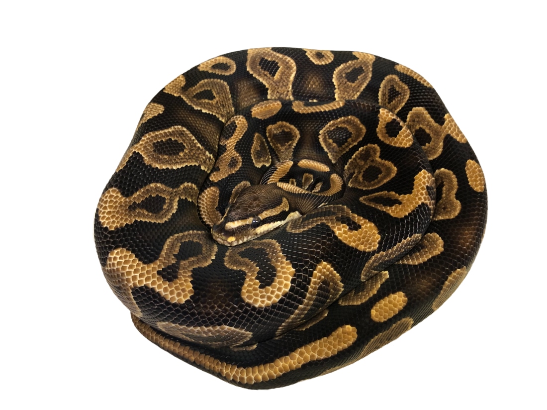 Scaleless Head Yellow Belly Ball Python by Royal-Pythons - MorphMarket