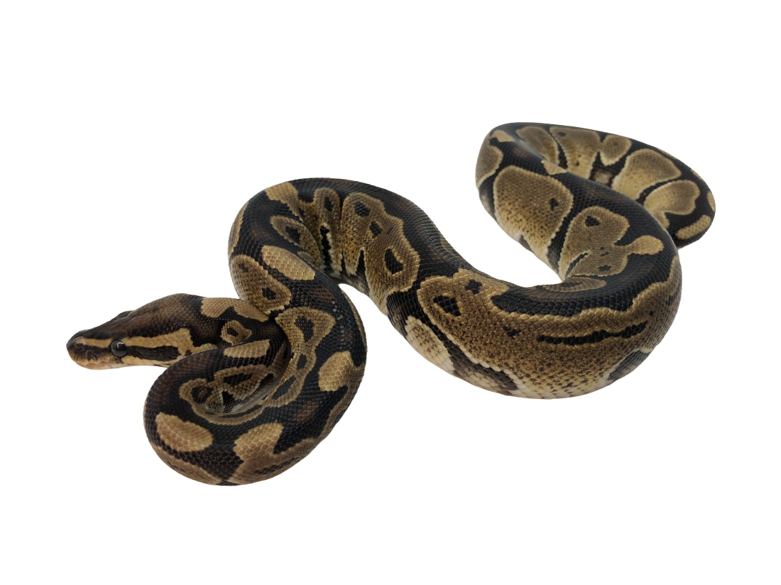 Classic Double Het Axanthic VPI Hypo (True Ghost) Pair ! Ball Python by ...