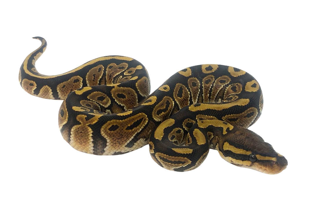 Special Het Tri-Stripe Pos Het Clown Ball Python by Royal-Pythons ...