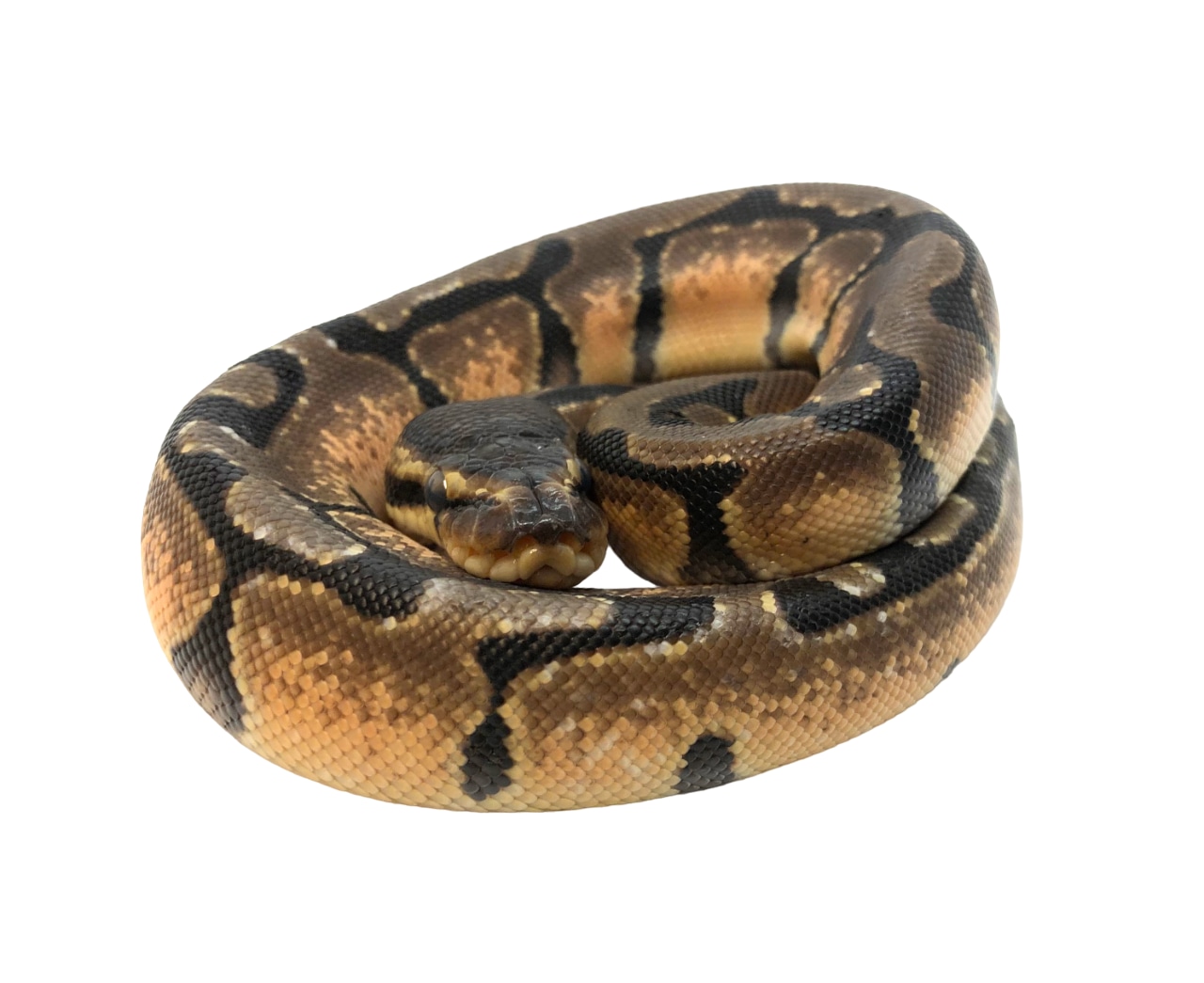 Enchi Het Tri-Stripe Pos Het Clown Ball Python by Royal-Pythons ...