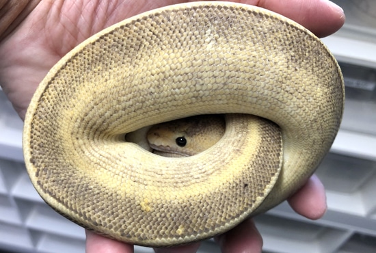 Champagne Vanilla Het Hypo Ball Python by Royal-Pythons