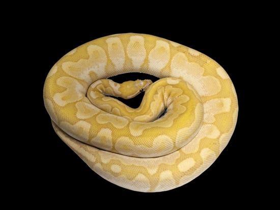 Scaleless Head Bamboo Banana Pastel Vanilla Ball Python by Royal-Pythons