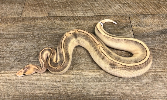 Champagne Vanilla Het Hypo Ball Python by Royal-Pythons
