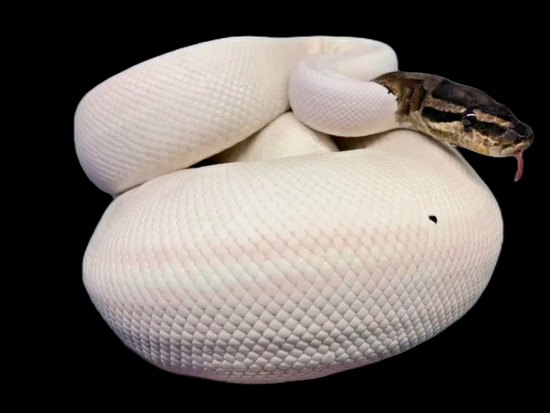 High White Pied Ball Python by Royal Magesty