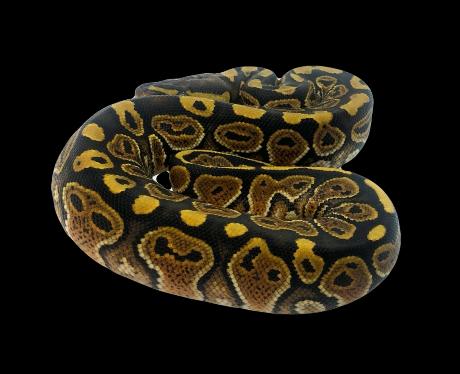 Special Het Tri-Stripe Pos Het Clown Ball Python by Royal-Pythons ...