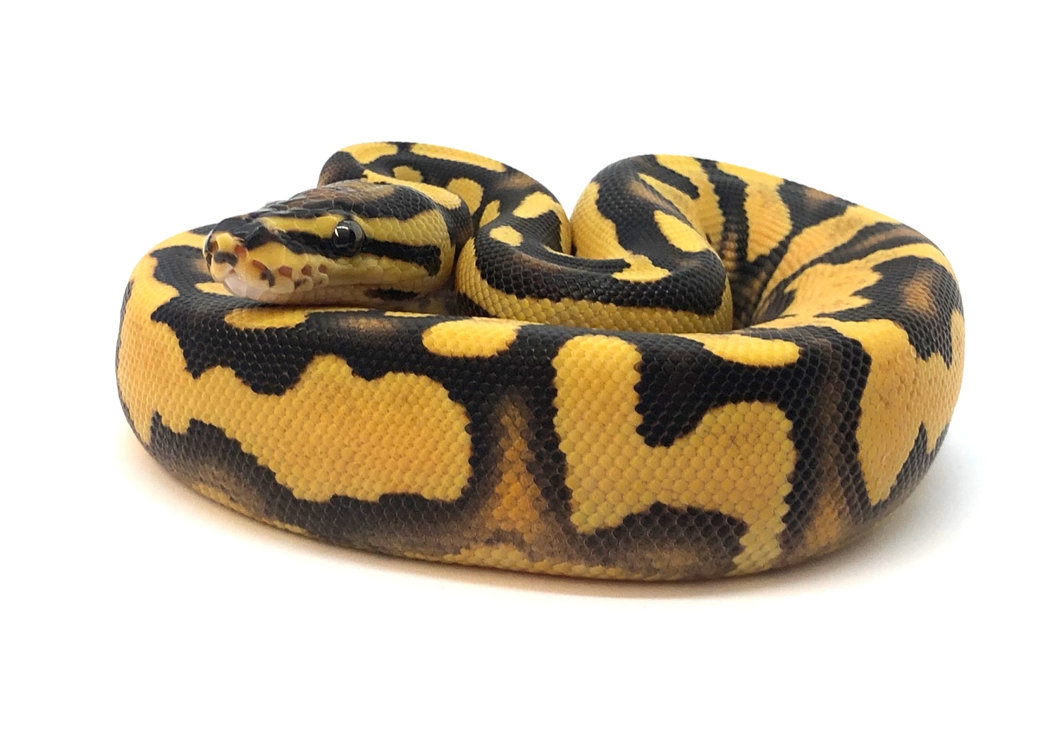HI Super Orange Dream Fire Yellow Belly No White Pied 50% Pos Het Clown ...
