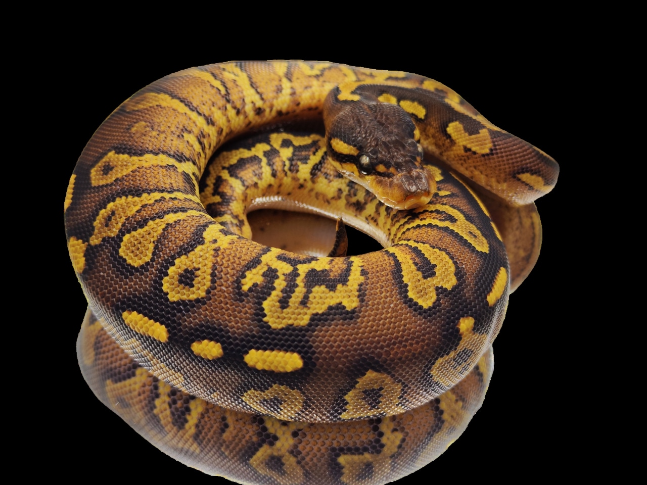 Bongo Fire Yellow Belly Ball Python by Royal-Pythons - MorphMarket