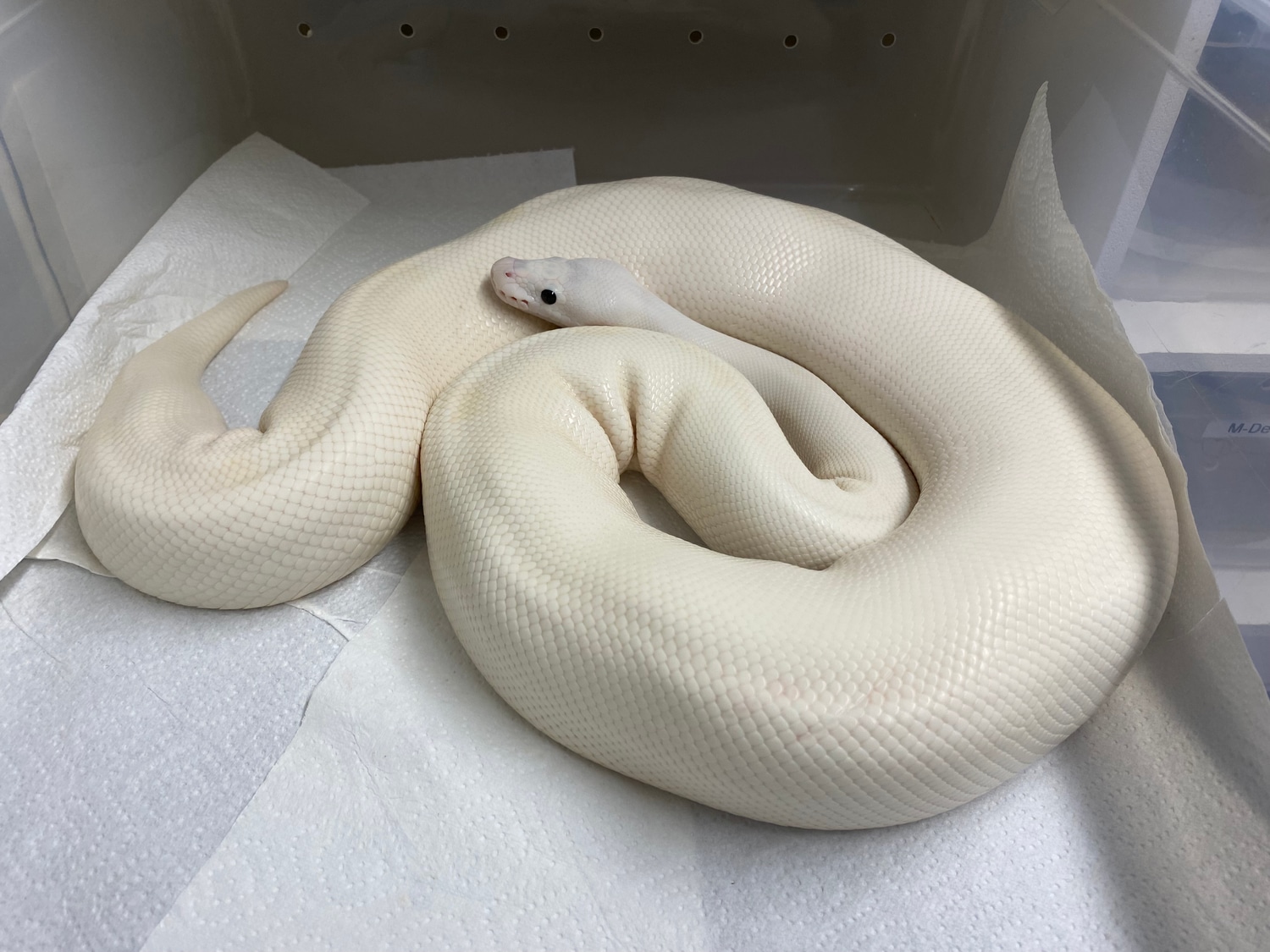 Super Fire Ball Python by Royal-Pythons - MorphMarket