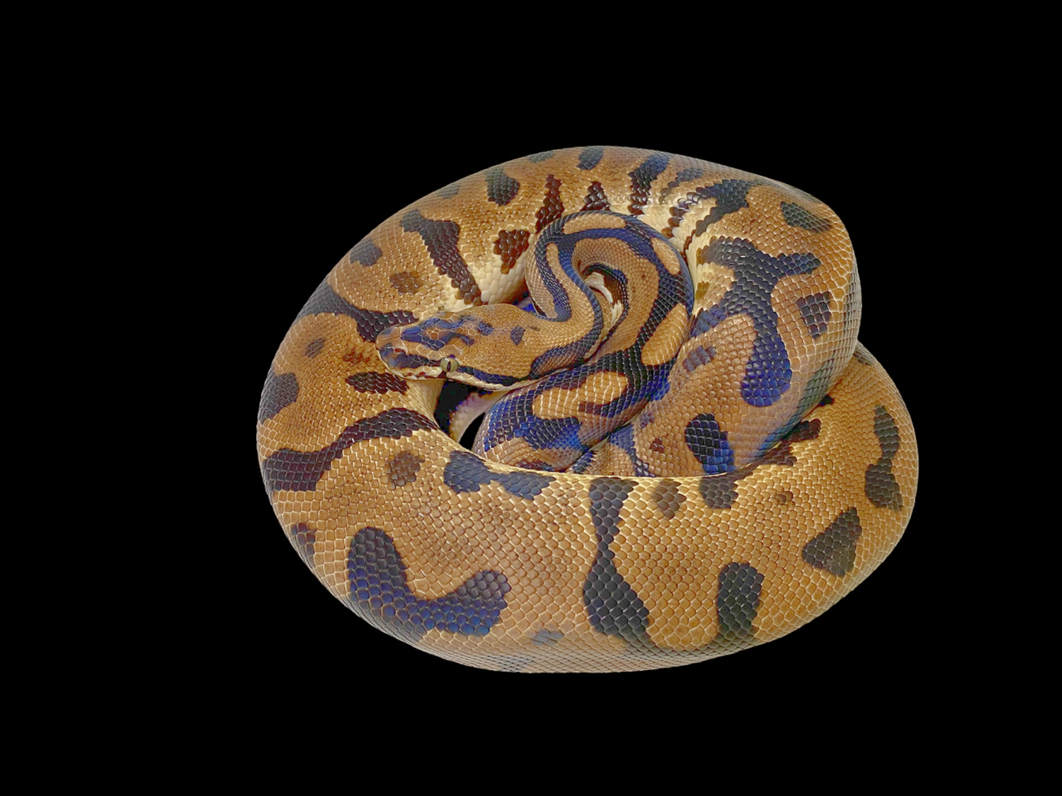 Leopard Spotnose Het Pied Ball Python by Royal-Pythons - MorphMarket